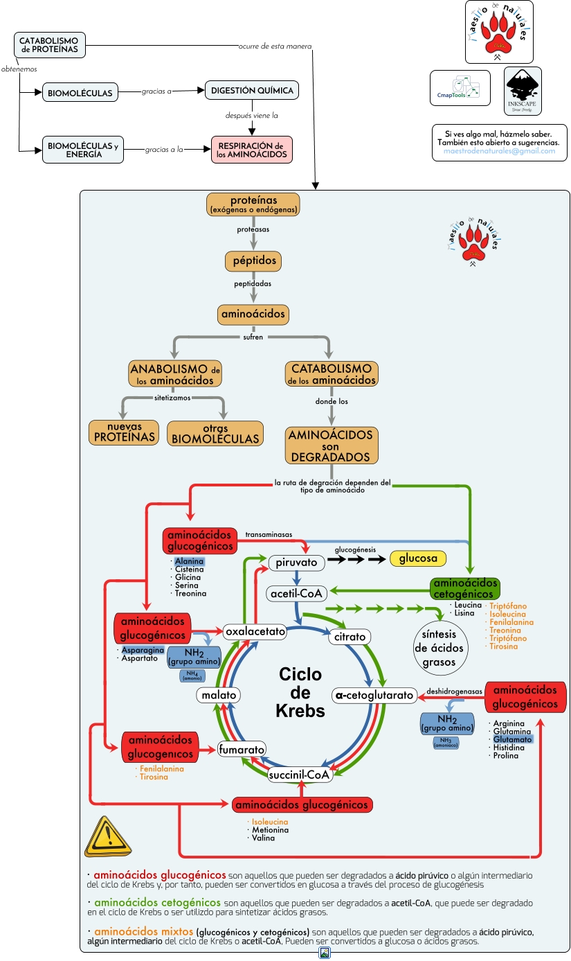 Tema 10.4 Catabolismo de las proteínas